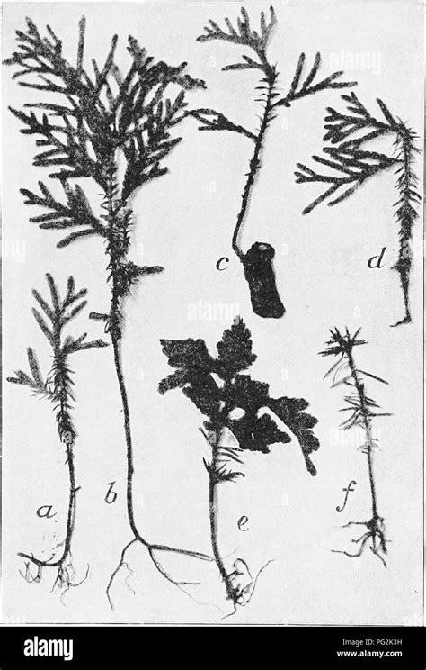 Morphology Of Gymnosperms Gymnosperms Plant Morphology Coniferales