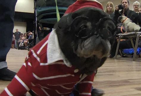 21st Annual ‘pug A Ween Celebrated In Texas