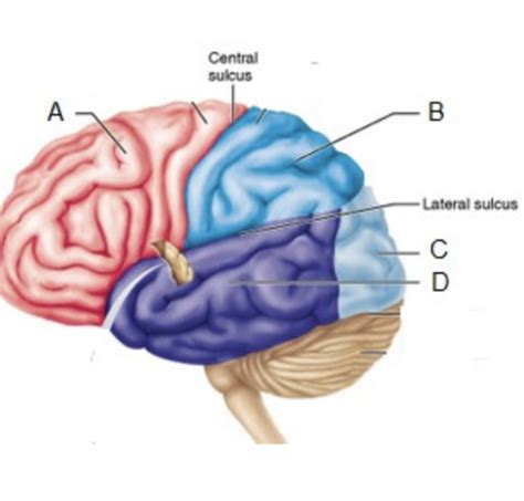 Anatomy Exam 4 Flashcards Quizlet