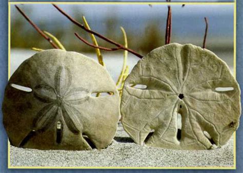 How The Sand Dollar Points To Hope Love And Peace Freed To Fly