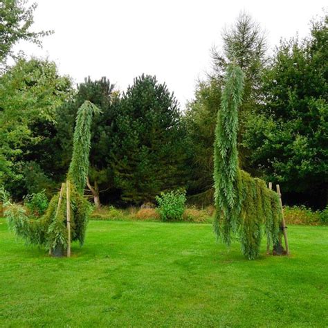 Love These 2 Trees Sequoia Pendulum Trees Trees🌲 Tree Sequoia