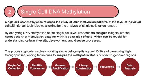 Single Cell Dna Analysis And Its Importance Ppt