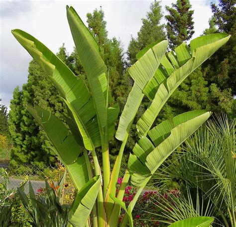 Giant Bird Of Paradise Hello Hello Plants And Garden Supplies