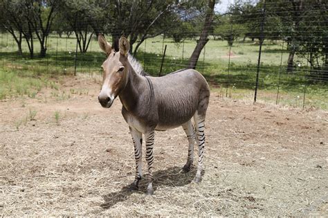 Zonkey An Intriguing Hybrid