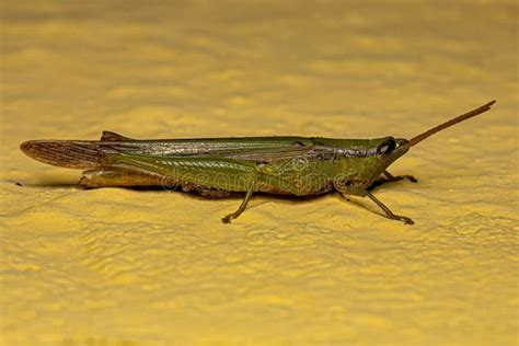 Adult Spurthroat Toothpick Grasshopper Stock Image Image Of Macro