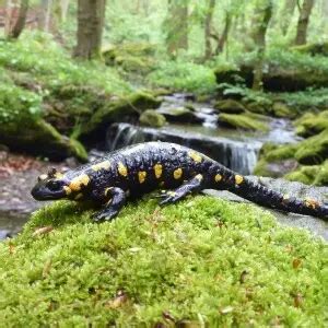 Саламандра вогняна - факти, дієта, ареал і фотографії на Animalia.bio