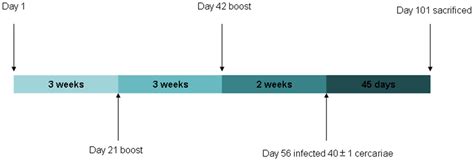 Mouse Immunization Protocol Three Groups Of Mice 10 Mice In Each