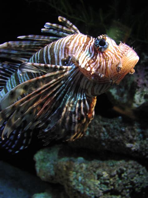 Mr Blob Again By Ifihadamoose On Deviantart