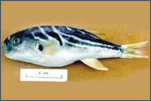 Tetrodotoxin Poisoning