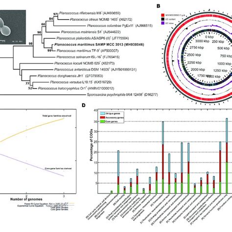 A Phylogenetic Tree Reconstructed By A Neighbor Joining Analysis