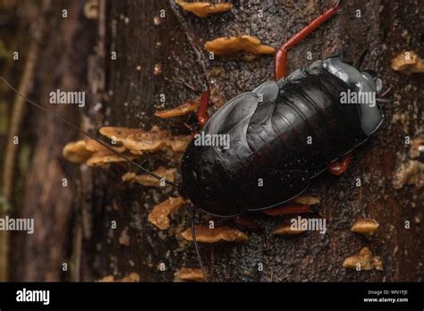 A Giant Wingless Cockroach Eating Fungus In The Ecuadorian Rainforest