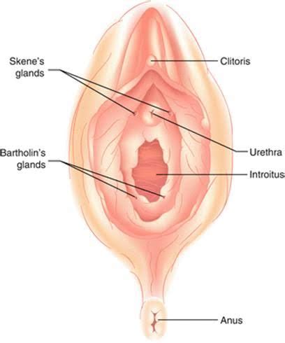 Urethral And Paraurethral Glands