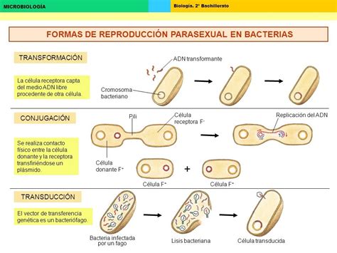 Recombinación Genética Bacteriana Escuelapedia Recursos