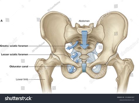 Pelvis Anatomy Posterior View