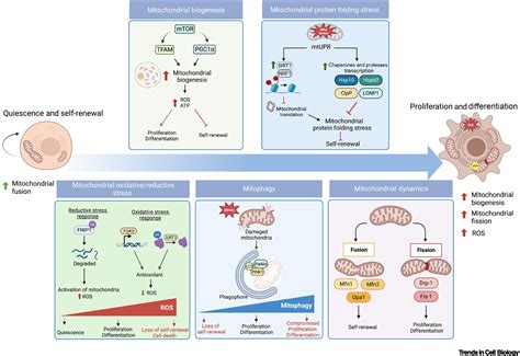 Mitochondrial Regulation In Stem Cells Trends In Cell Biology