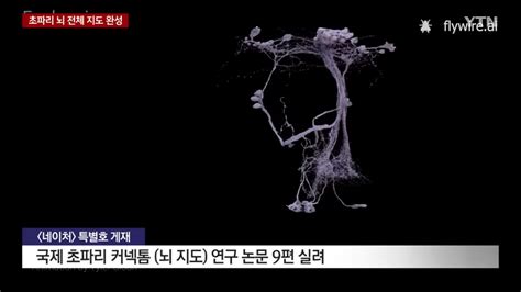 사람과 닮은 초파리 뇌 전체 지도 완성함 ㄷㄷ 포텐 터짐 최신순 에펨코리아