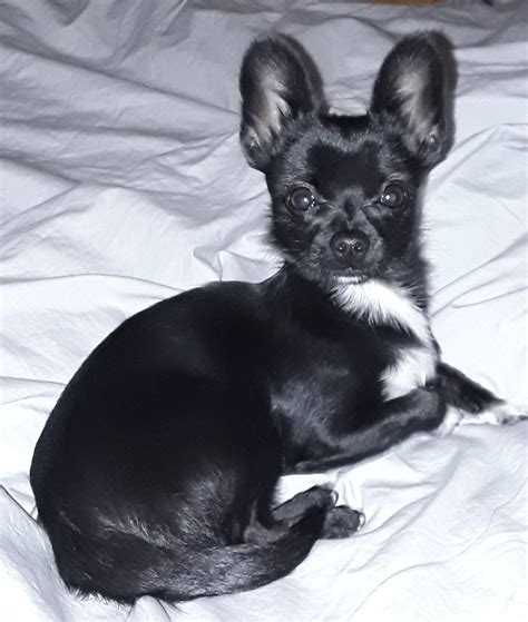 Black And White Short Hair Full Chihuahua Stud Dog In London United