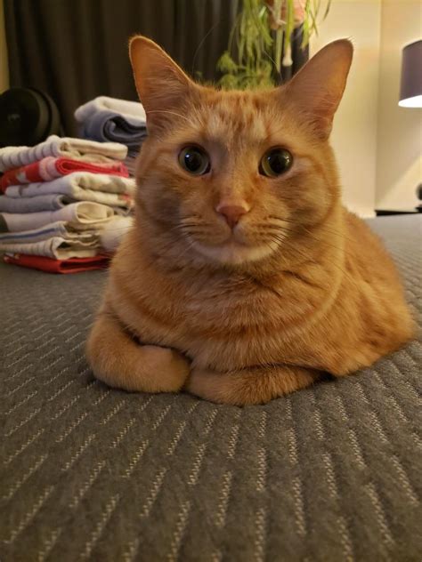 10000 Best Ginger Images On Pholder Gingercats One Orange Braincell