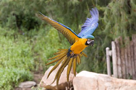 Macaw San Diego Zoo Animals And Plants