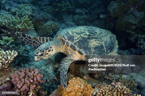 Red Sea Turtle High Res Illustrations Getty Images