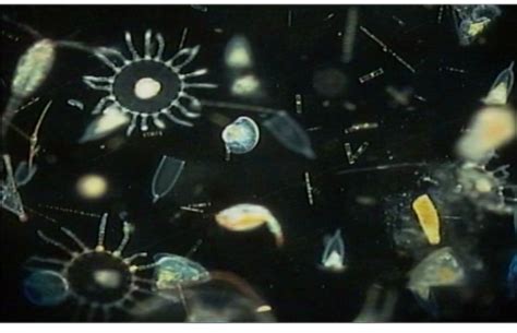 Le Plancton Article Accessinfos