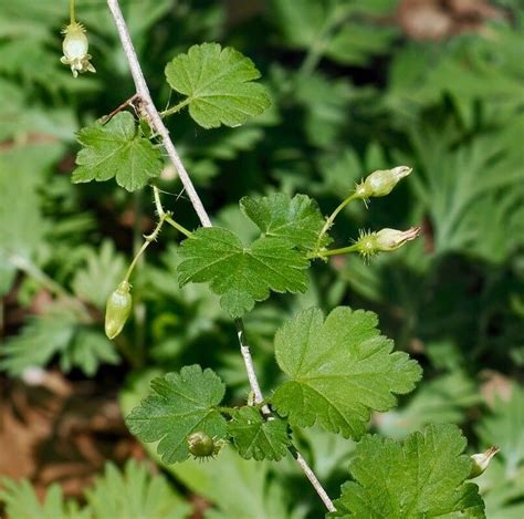 How To Grow Ribes Cynosbati Earthone