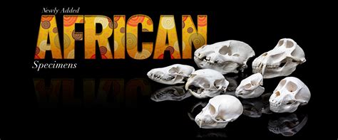 Skulls Unlimited World Leader In Realreplica Skulls And Skeletons