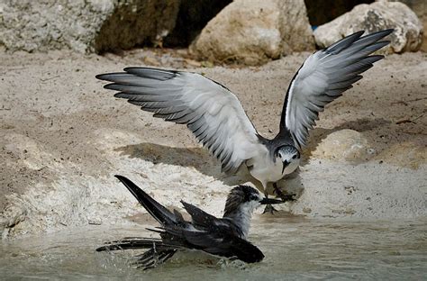 Bridled Tern Audubon Field Guide