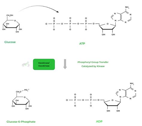 Phosphoryl Group Structure