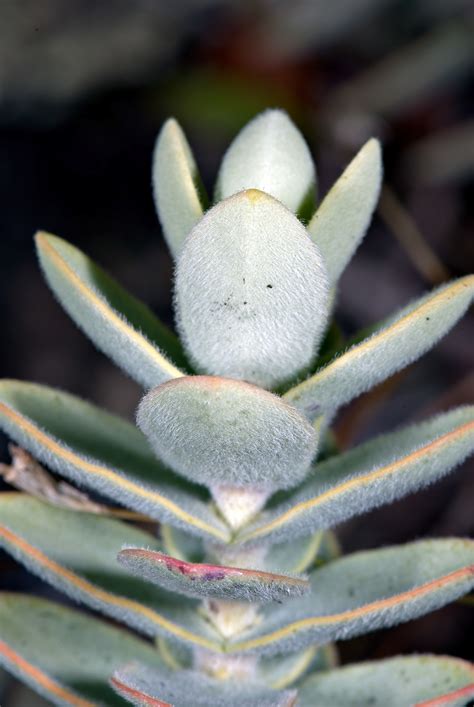 Veronica Amplexicaulis F Hirta • New Zealand Plant Conservation Network