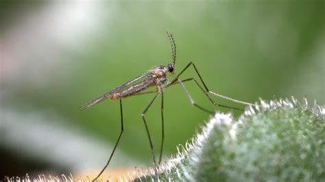 Flying Bugs That Look Like Mosquitoes But Arent