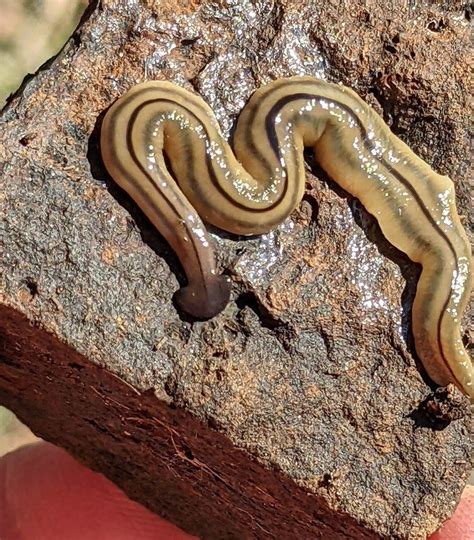 Hammerhead Flatworms And Other Land Planaria Of Eastern North America