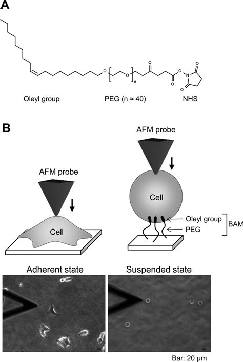 Atomic Force Microscopy Afm Manipulation Of Cultured Cells A