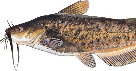 Brown Bullhead Fwc