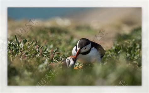 善知鸟海鹦鸟花图片素材 编号14131171 图行天下
