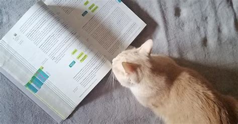 Rate My Philosopher Cat Album On Imgur