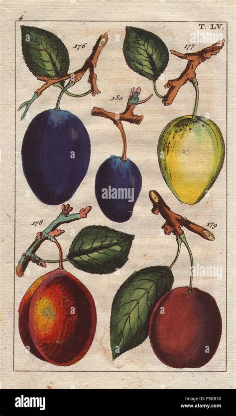 Plum Prune Damson Damask Plum Varieties Prunus Domestica Hi Res Stock