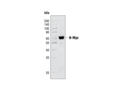N Myc Antibody Cell Signaling Technology