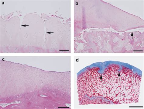 Template For Histological Classification Of Joint Lesions In Sows A Download Scientific