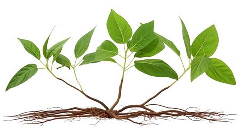 Premium Ai Image Botanical Trio Leaf Stem Root Elevation Side View