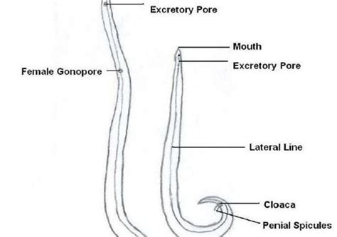 Ascaris Lumbricoides Morphology Life Cycle Pathogenesis Lab