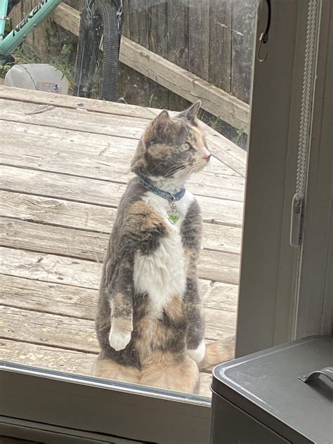 Her Name Is Timbit Rphotoshoprequest