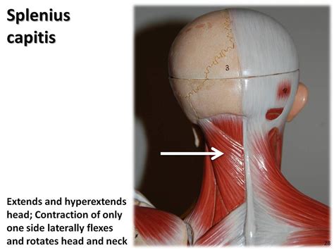 Splenius Capitis Posterior View Muscles Of The Upper Extremity
