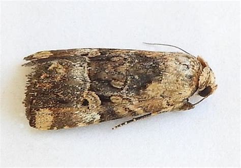 Florida Moth Elaphria Chalcedonia Bugguide Net