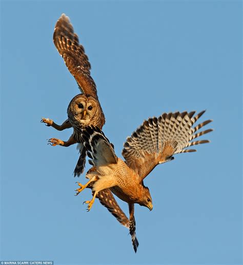 Owl In Dramatic Mid Air Battle With Hawk That Landed Too Near Its Nest