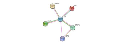 Cth Gene Genecards Cgl Protein Cgl Antibody