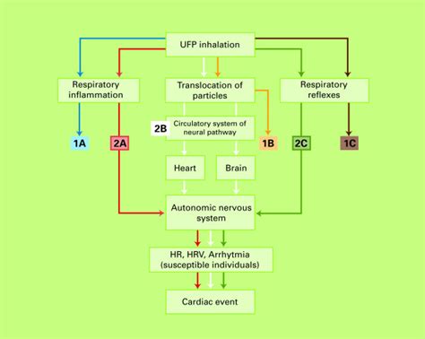 Schematic Overview Of Causal Pathways Potentially Explaining The