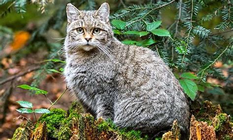 European Wildcat Habitat And Hunting Classic Cat Technique Michael