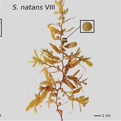 General Appearance Of The Three Pelagic Sargassum Morphotypes Collected Download Scientific