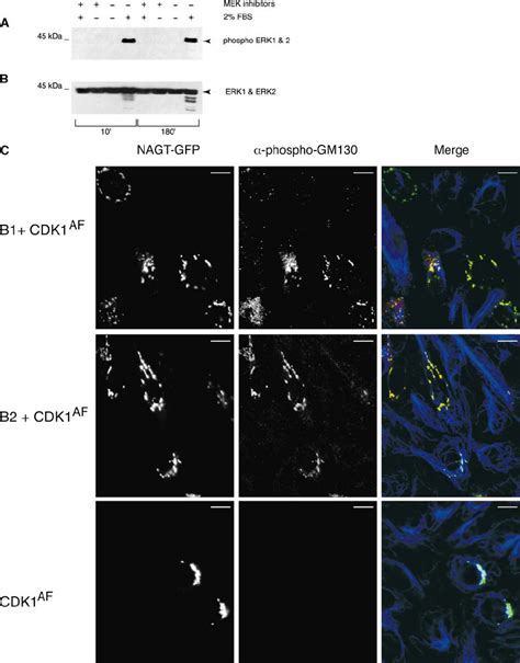 Cyclin Bcdk1 Complexes Will Disassemble The Golgi Apparatus In A